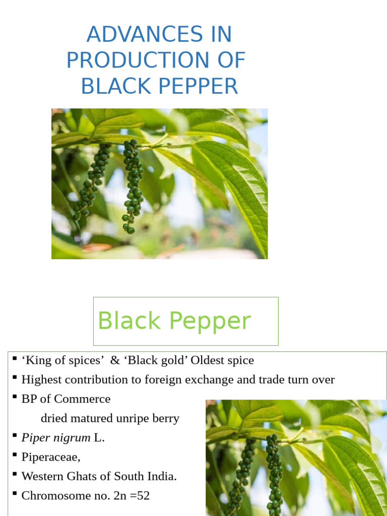 Black Pepper 2 | PDF | Black Pepper | Plant Nursery