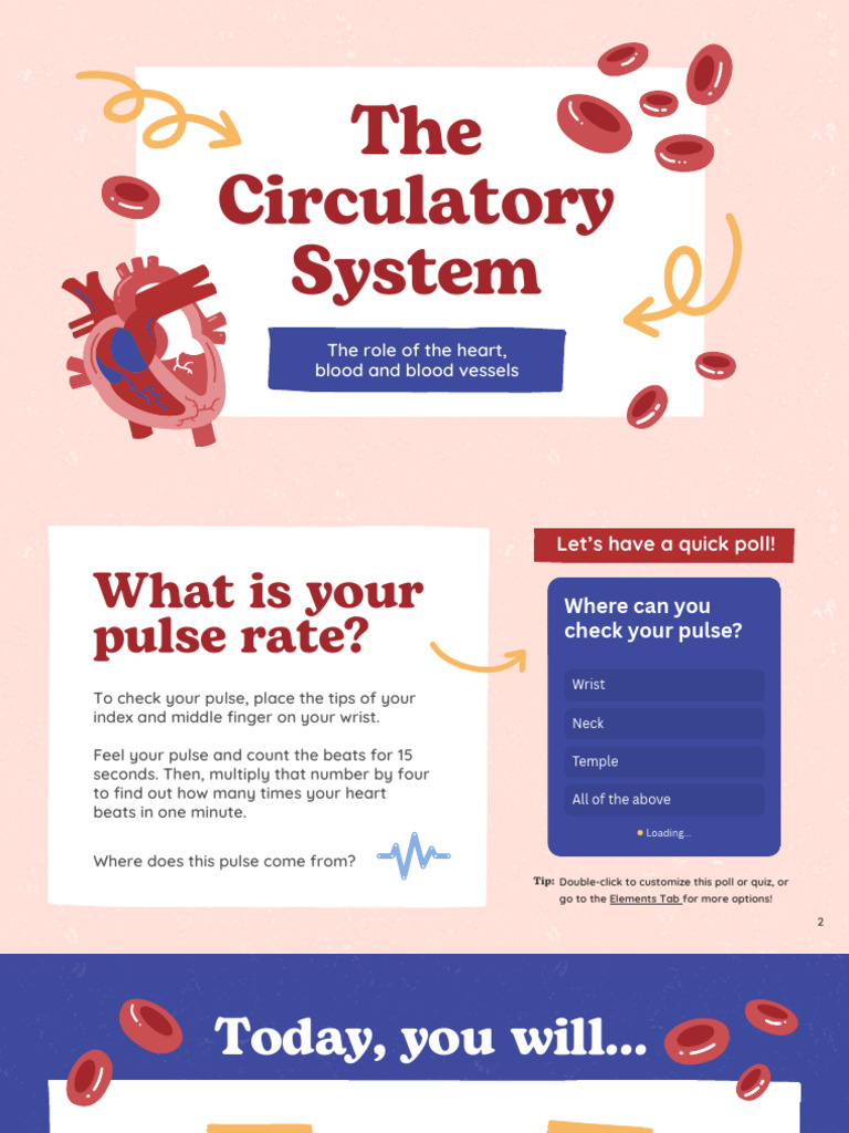 The Circulatory System Education Presentation in Peach Red Blue Hand ...