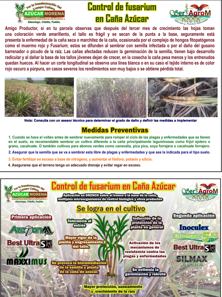 Control de Fusarium en Caña de Azúcar | PDF | Caña de azúcar | Siembra
