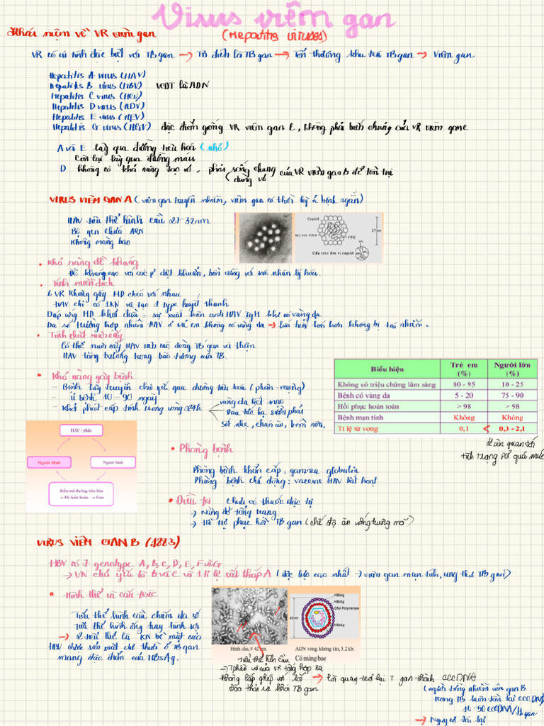 Virus Viêm Gan | PDF