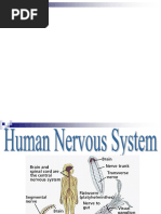 Nervous System Notes | PDF | Central Nervous System | Nervous System