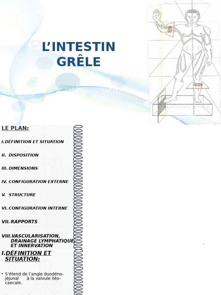 Anatomie et dimensions de l'intestin grêle | PDF | Gros intestin ...