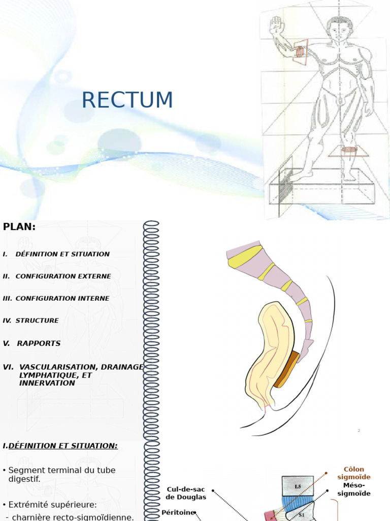 Rectum | PDF | Rectum | Gastroentérologie