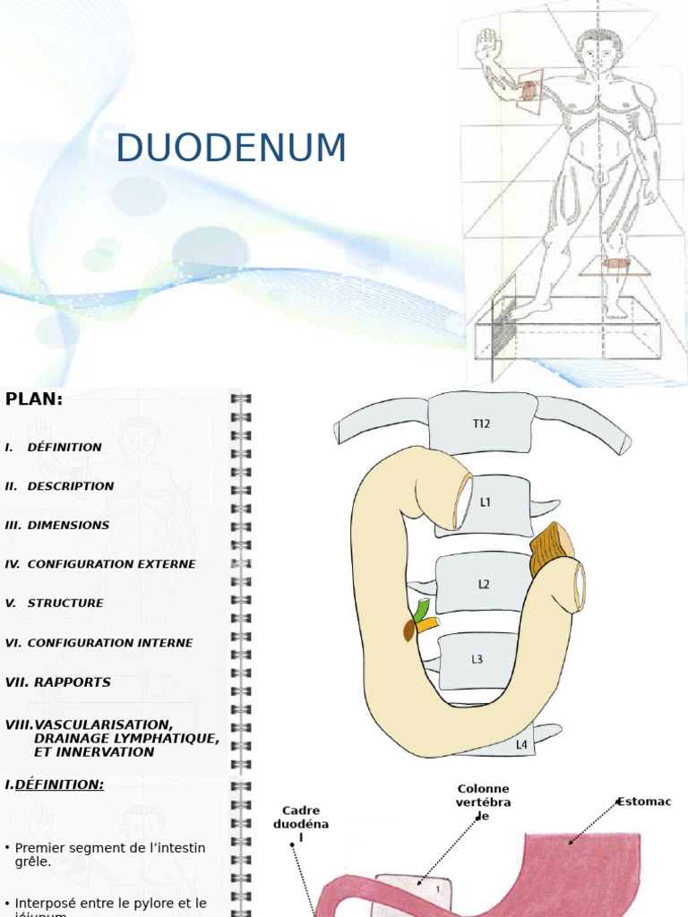 Duodénum | PDF | Pancréas | Anatomie