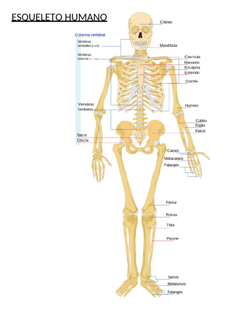 Esqueleto Humano | PDF
