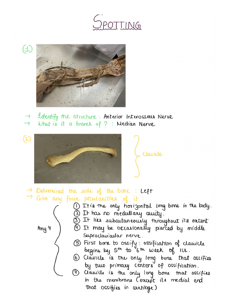 Spotting of Upper Limb | PDF
