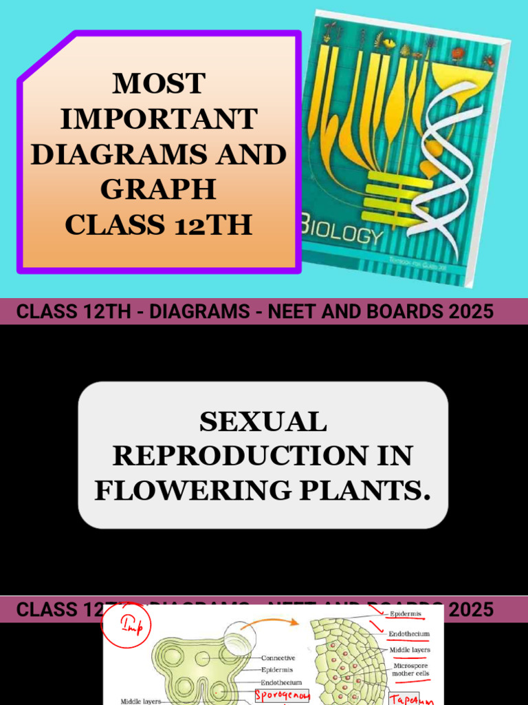 12th Imp Diagrams Biology | PDF | Promoter (Genetics) | Biological ...