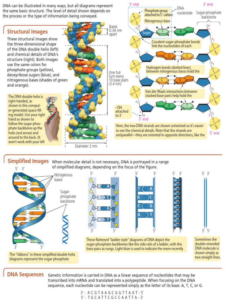BCBC Campbell Biology 11pdfvisualizingvisualizing-Dna PDF | PDF | Dna ...