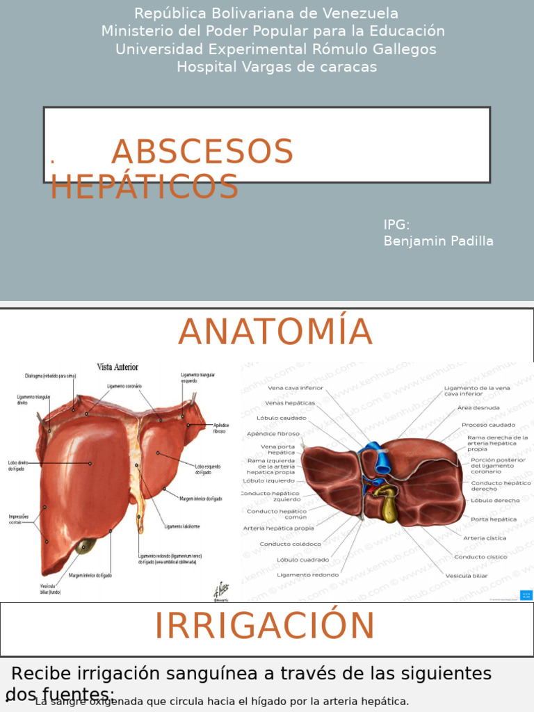 abscesos hepáticos | PDF | Hígado | Medicina CLINICA