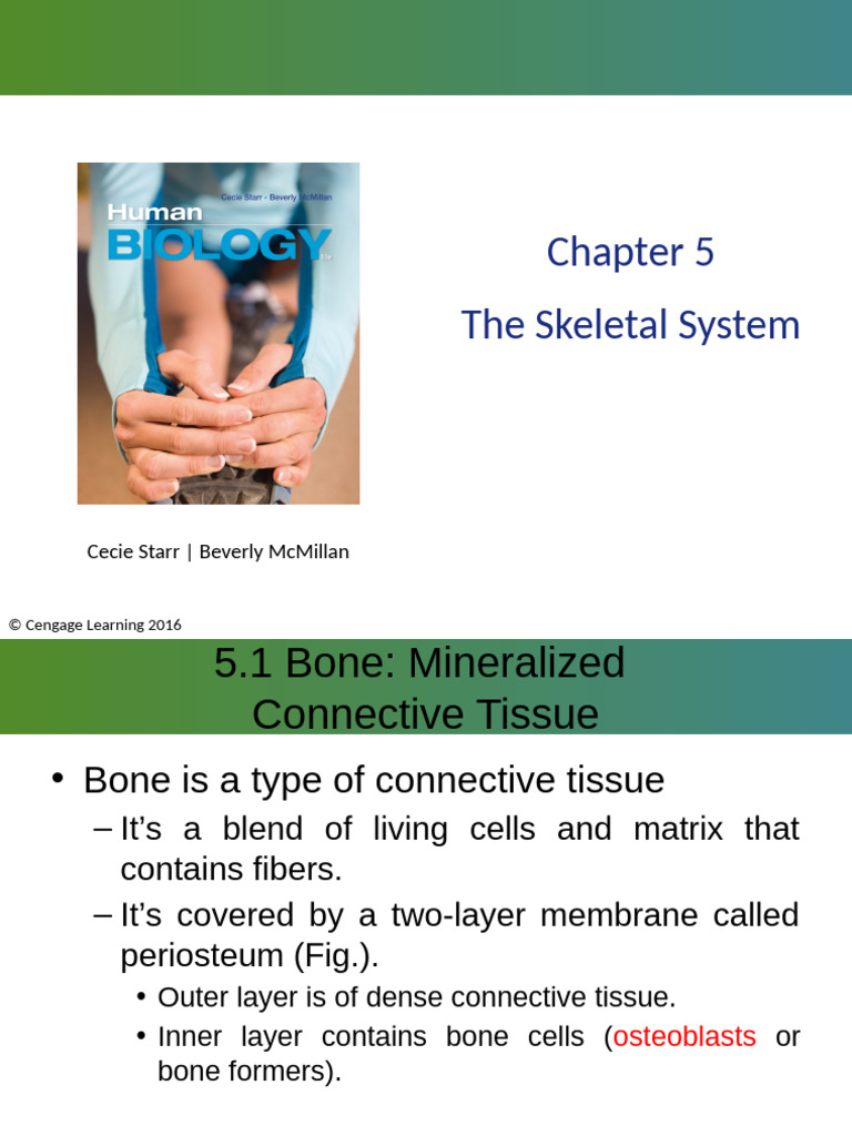 Chapter 5 Skeletal System | PDF | Vertebral Column | Bone