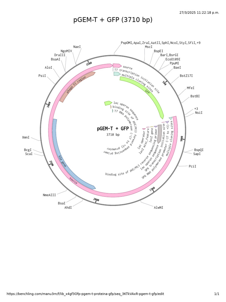 PGEM T GFP Sequence | PDF | Molecular Genetics | Molecular Biology