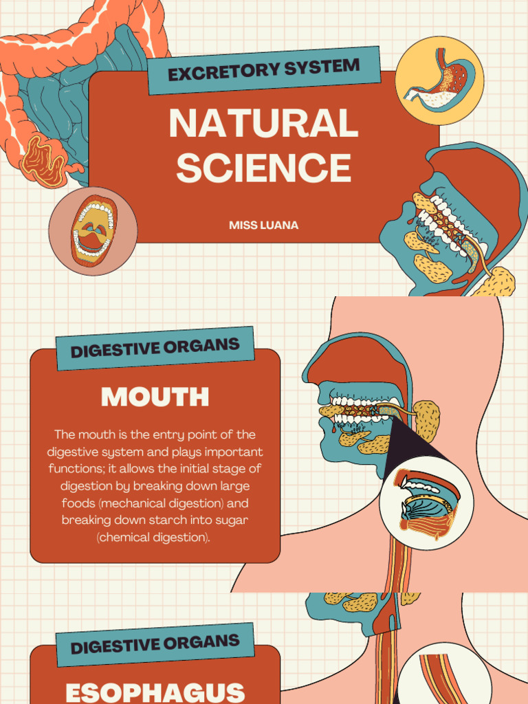 Excretory system, Natural Science, 5th grade | PDF | Digestion ...