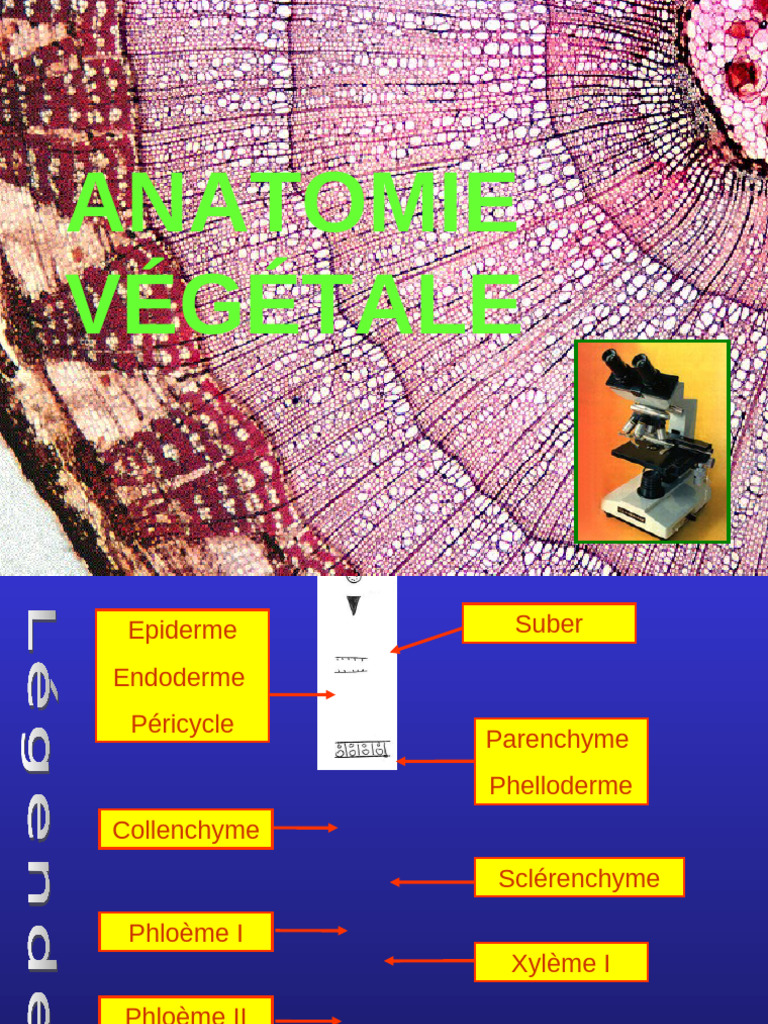 Anatomie Végétale | PDF | Tige (Plante) | Anatomie