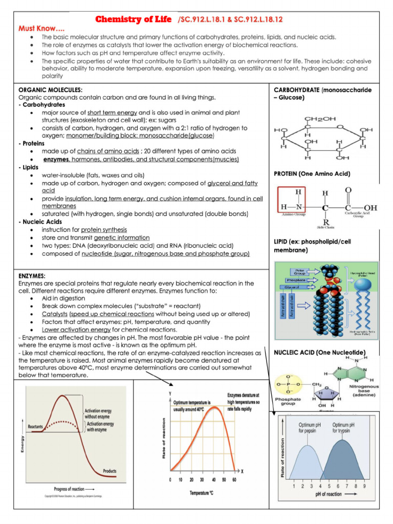 Biology Midterm Review 2024 | PDF
