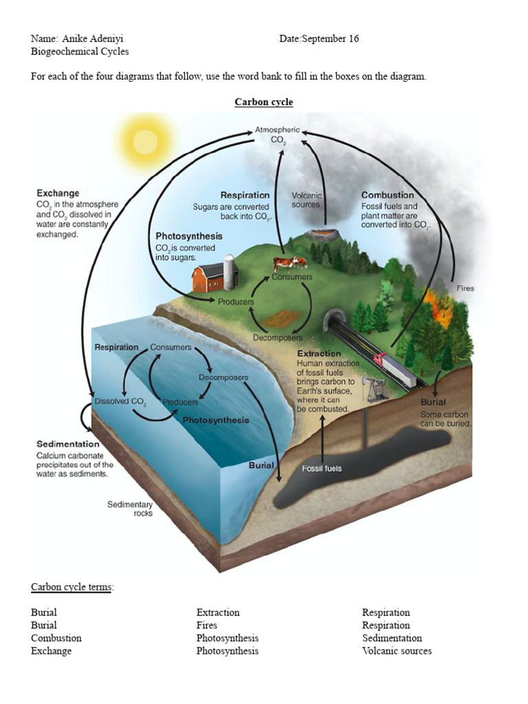 Biogeochemical Cycles Overview | PDF | Ecology | Chemistry