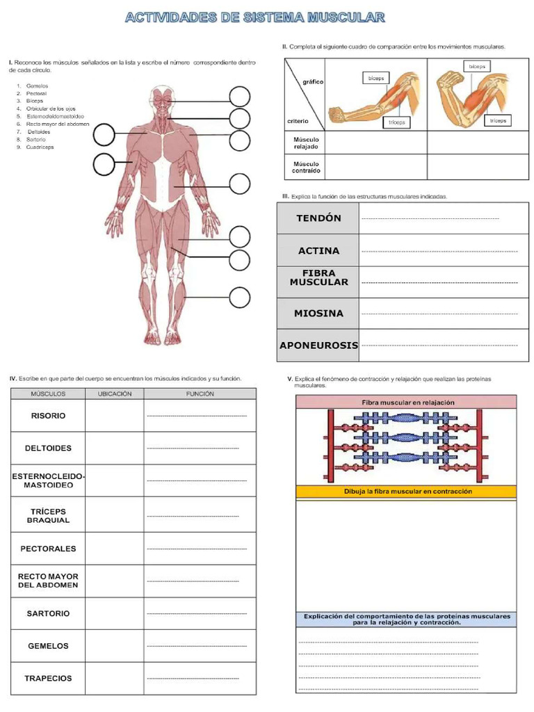 sistema muscular esqueletico | PDF