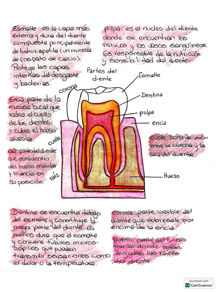 Partes de Los Dientes, La Cavidad Bucal | PDF