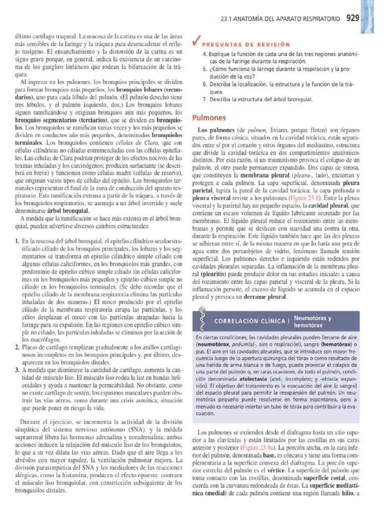 Libro de Morfo | PDF