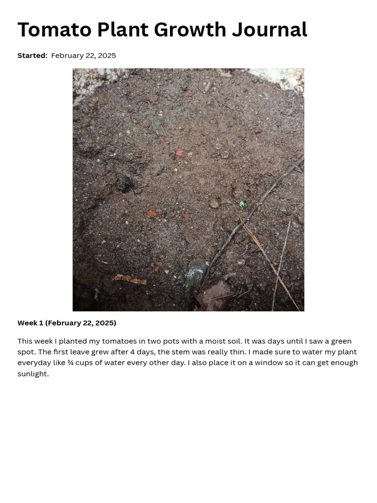 Tomato Plant Growth Journal | PDF