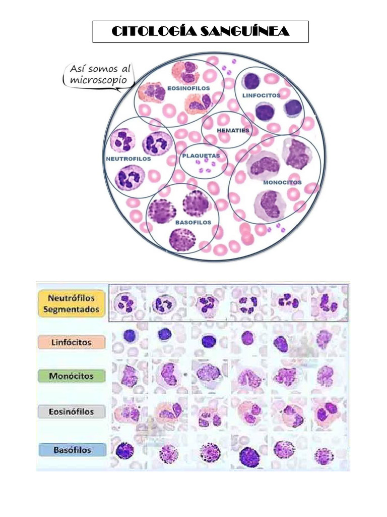 Células - Tinción Panóptica | PDF