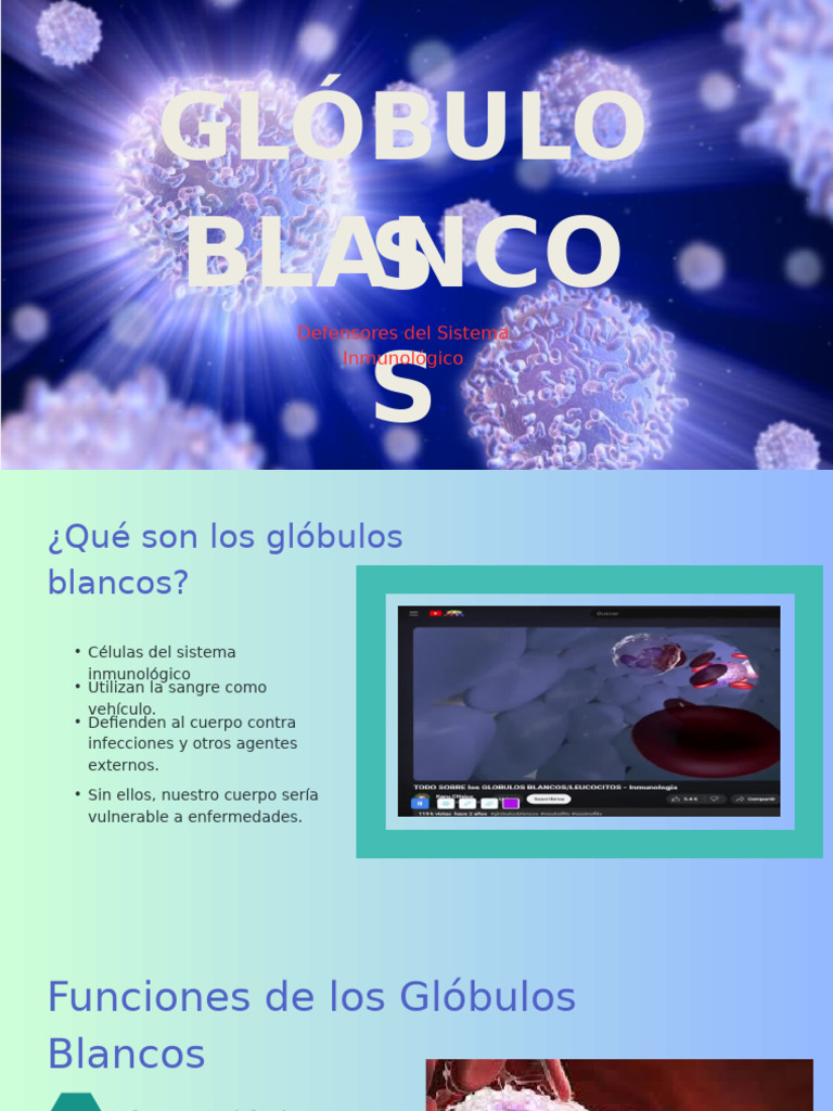 Glóbulos Blancos- 4 C | PDF | Leucocito | Sistema inmune
