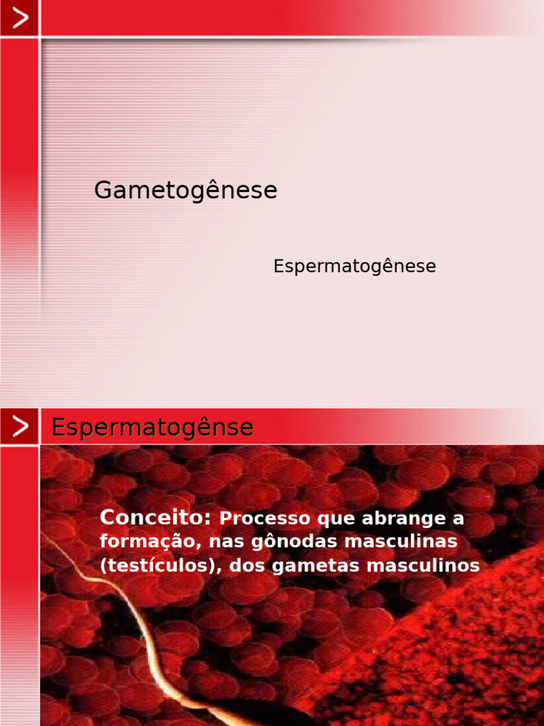 Processo de Espermatogênese Detalhado | PDF