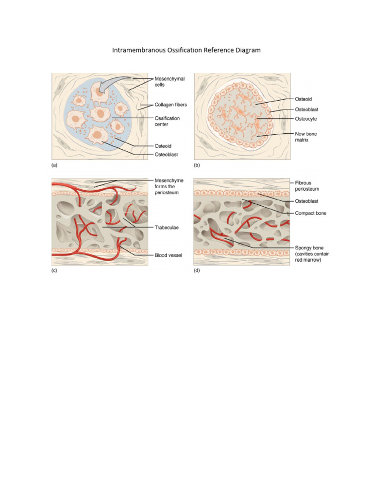 Intramembranous Ossification Reference Diagram | PDF