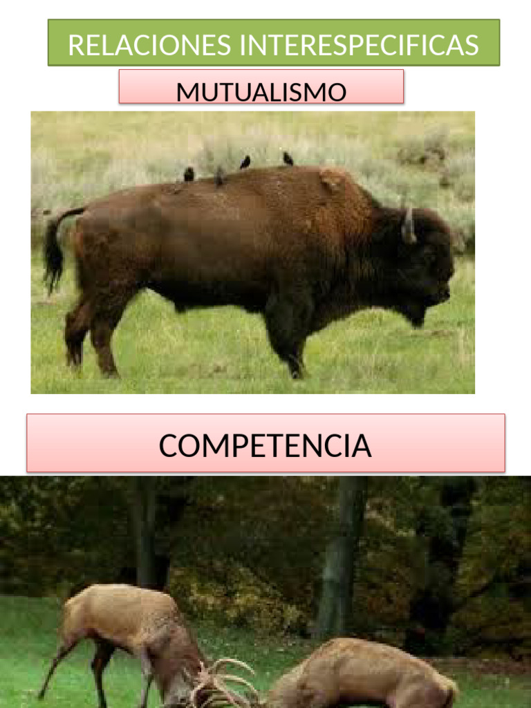 Relaciones Interespecificas | PDF