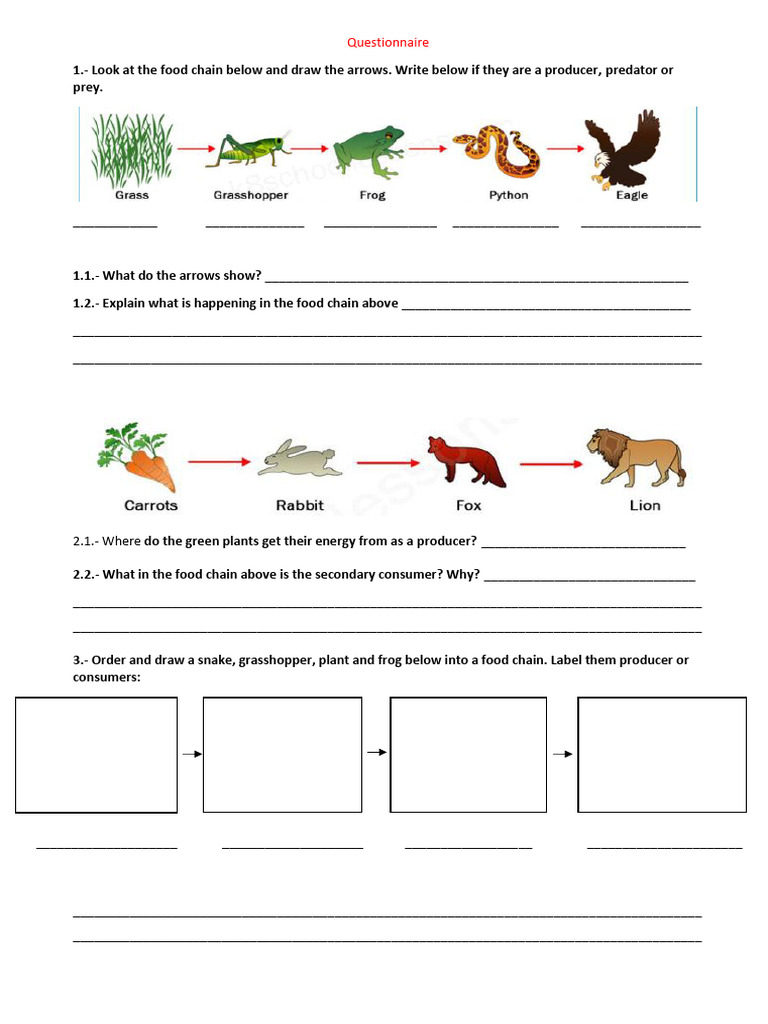 Questionnaire - Food Chain-1791740412007 | PDF