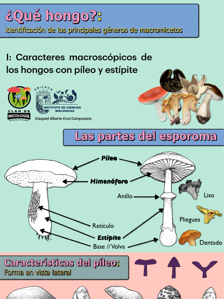 Partes y características del hongo | PDF | Hongo | Micología