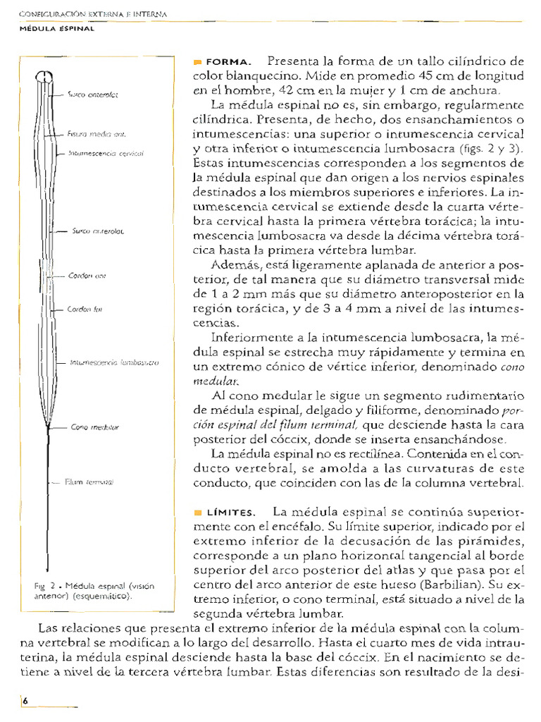 Médula Espinal- Tallo Cerebral- IV Ventrículo | PDF