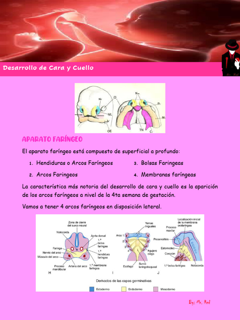 Aparato Faringeo | PDF | Nariz humana | Timo