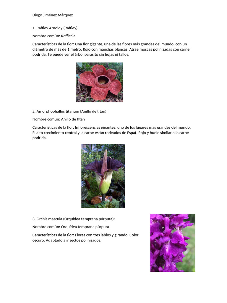 Plantas Video Espermatofitas | PDF