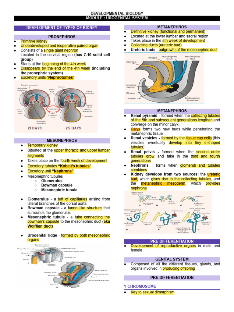 Urogenital System DEVBIO | PDF | Testicle | Organ (Anatomy)