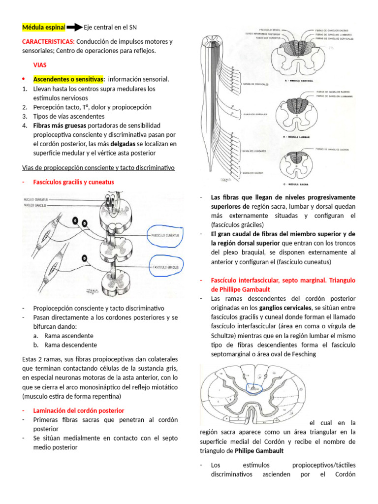 Médula Espinal Vias | PDF | Médula espinal | Materia gris
