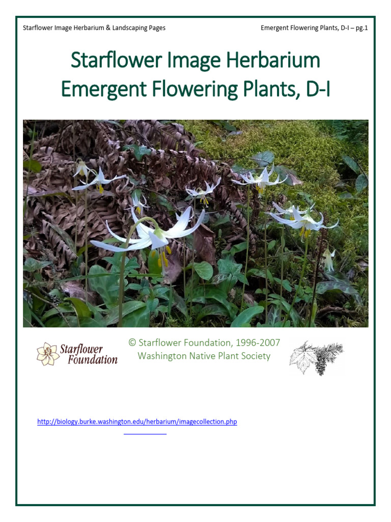 Emergent Flowering Plants Guide | PDF | Leaf | Flowers