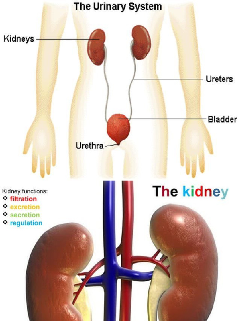 Anatomy of Kidney | PDF
