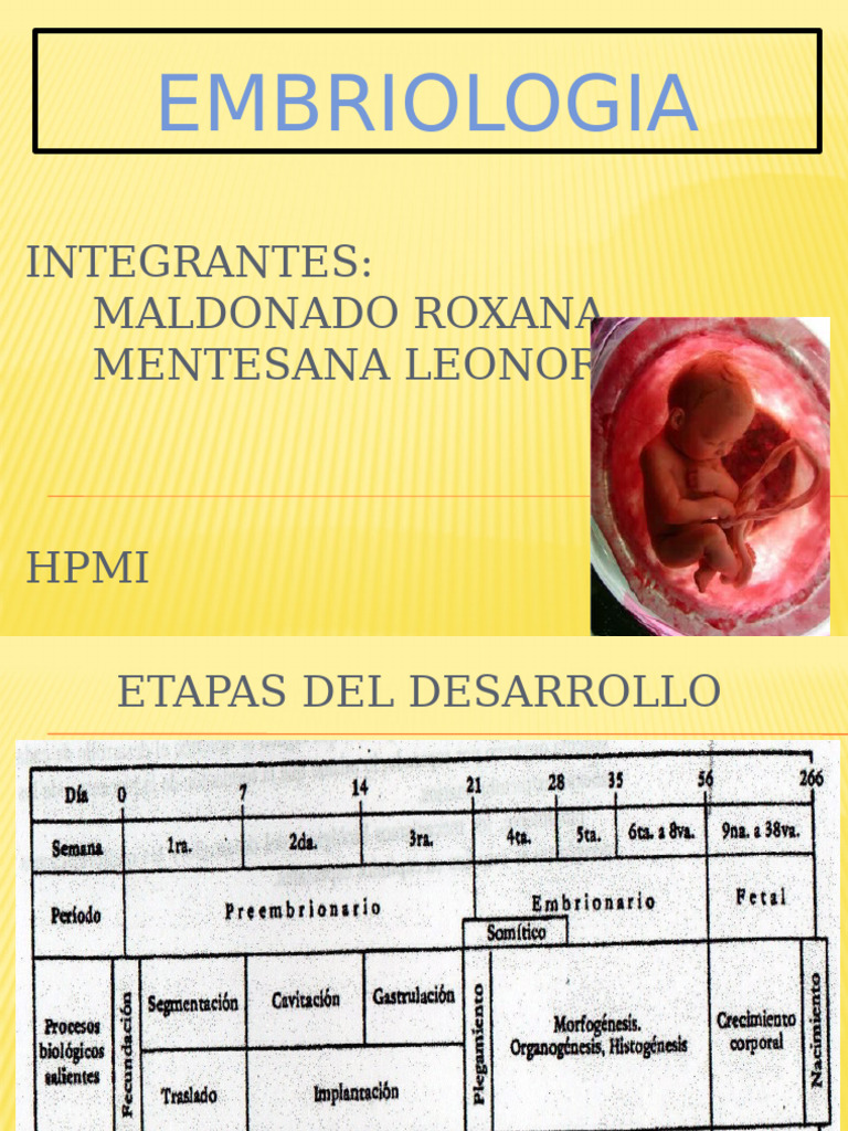3â° Embriologia | PDF | Feto | Epitelio
