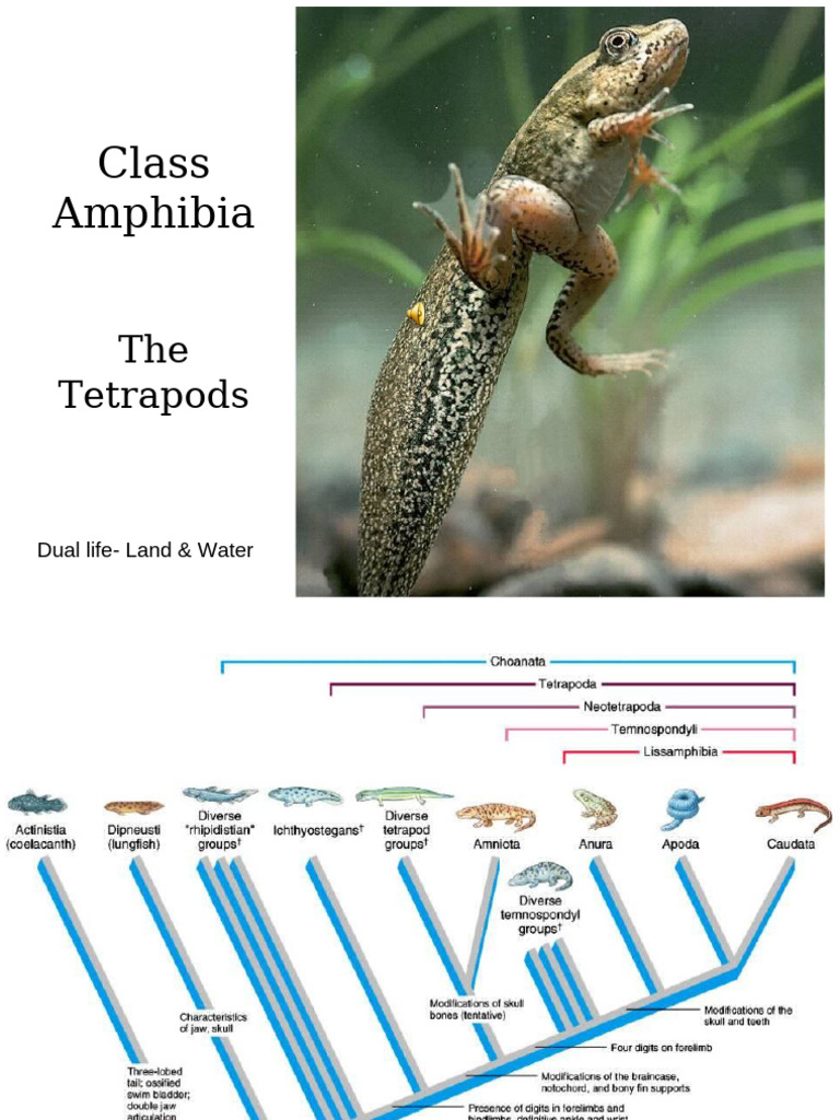 Bio 004 Class Amphibia-1 | PDF | Amphibian | Frog