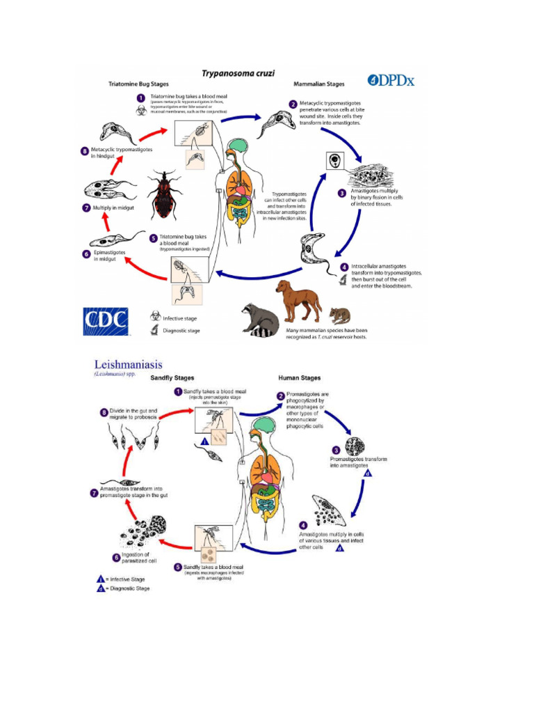 Ciclos de Vida Trypa y Leishm | PDF