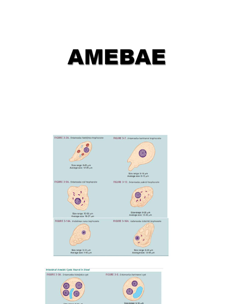 Parasite Identification Guide | PDF | Parasitology | Animals And Humans