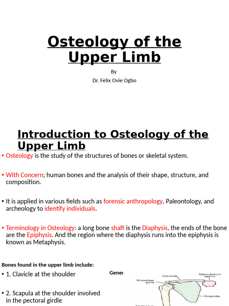Osteology of the Upper Limb 2-1 | PDF | Elbow | Joints