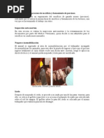 Visita Al Rastro | PDF | Carne | Matadero