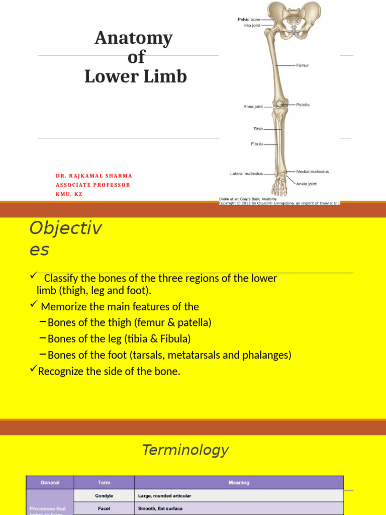 1-Bones of The Lower Limb | PDF | Human Leg | Knee