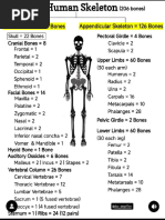 Human Skeleton All Bones Chart | PDF | Musculoskeletal System ...