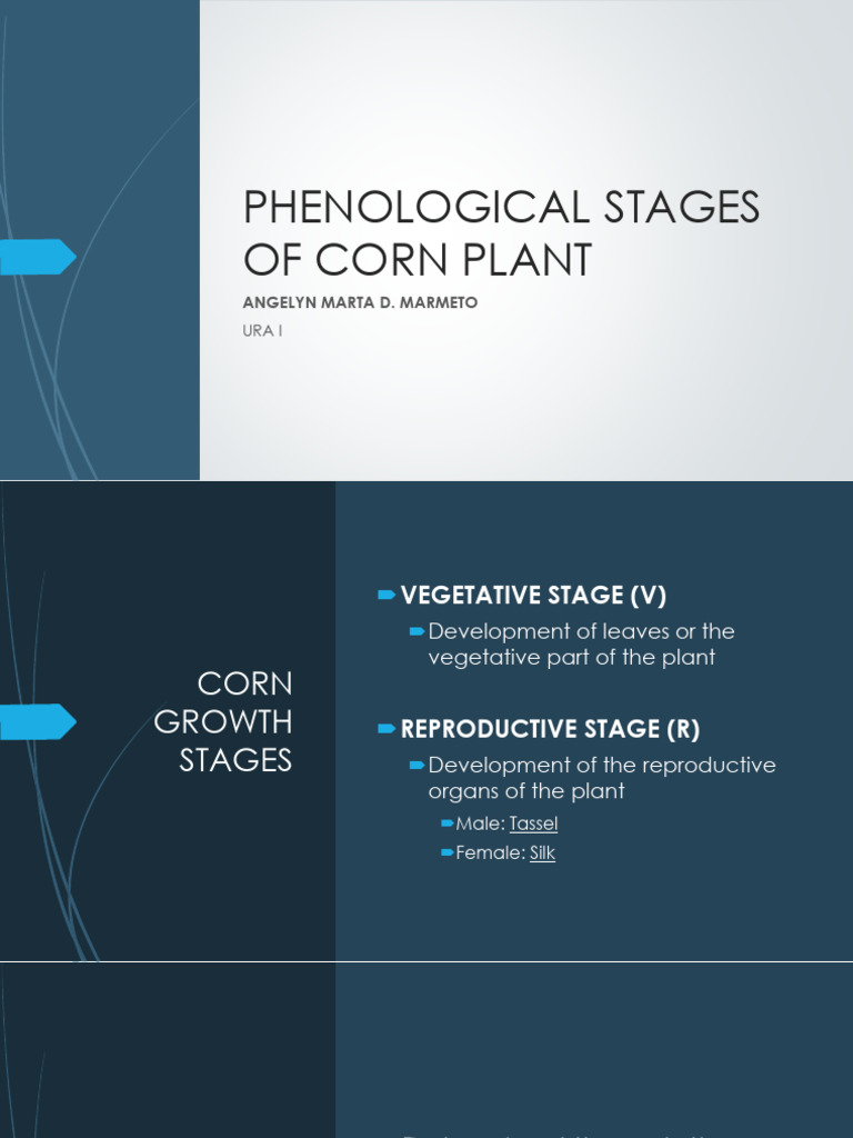 Phenological Stages of Corn Plant | PDF