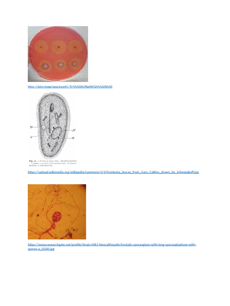 Mikroba Rumen 2 | PDF
