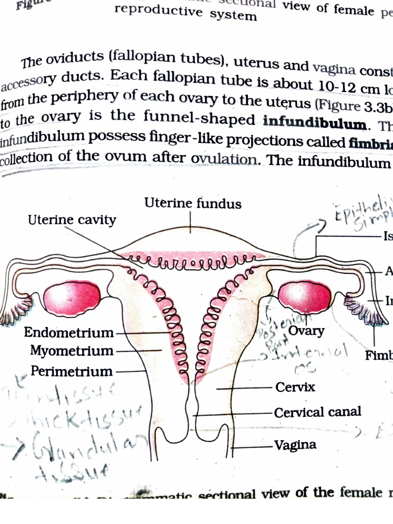 Jaha Se Paidaa Hua Hai Vahi Daal Dungaa | PDF