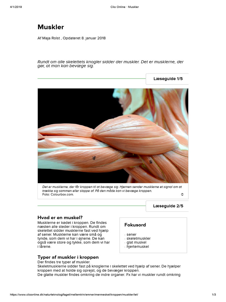 Muskler | PDF
