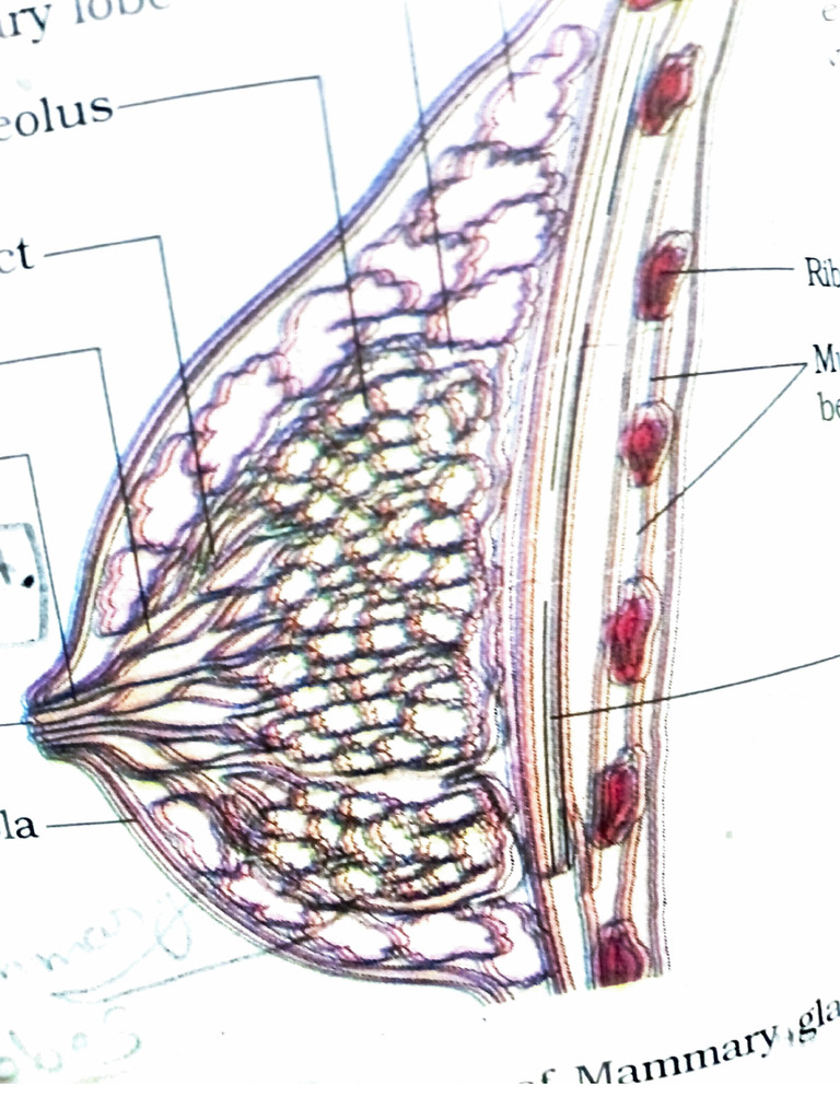 Aapni Maa Ka Jaa Ke Chuchii Daba Ke Pi Le | PDF